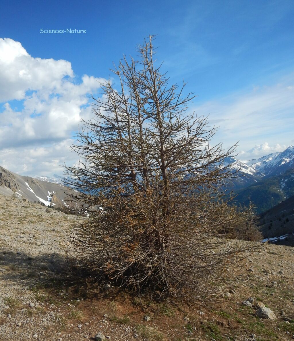 Science et Nature - Quelques fleurs de montagnes