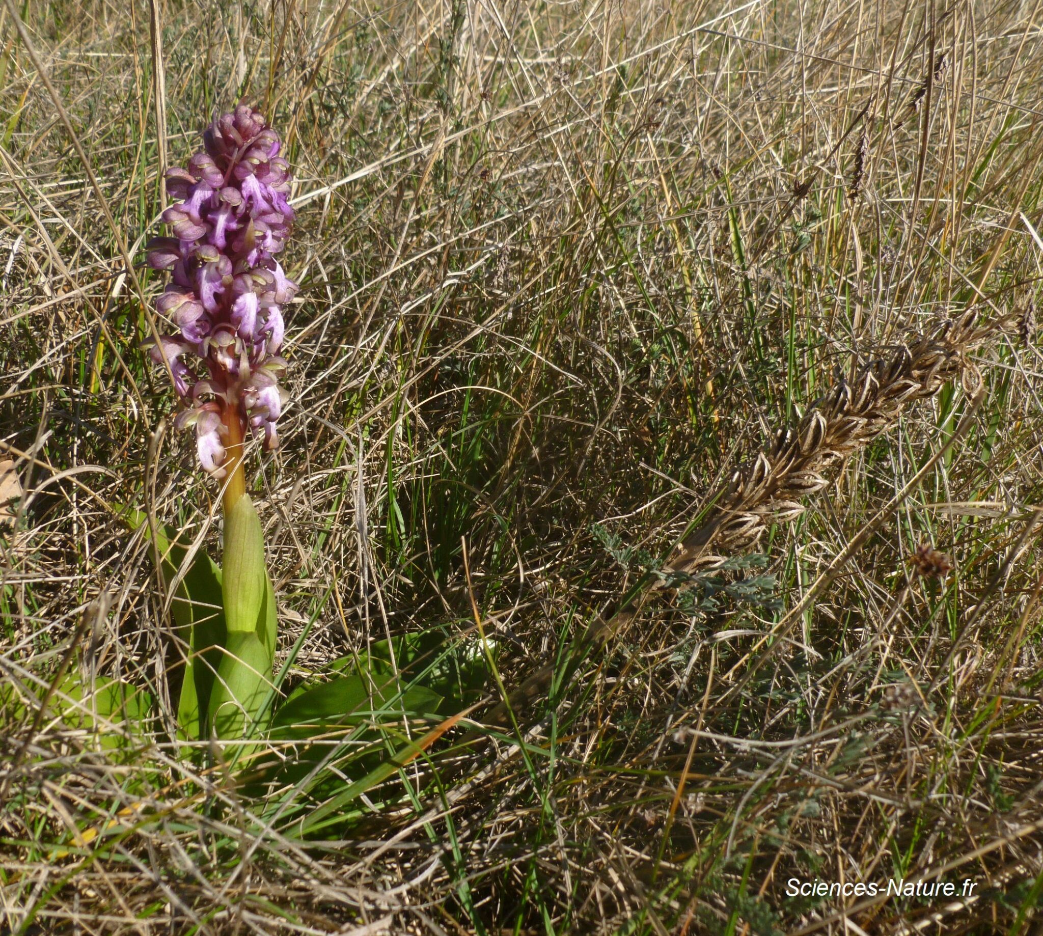Les orchidées sauvages - Portail Sciences et Nature