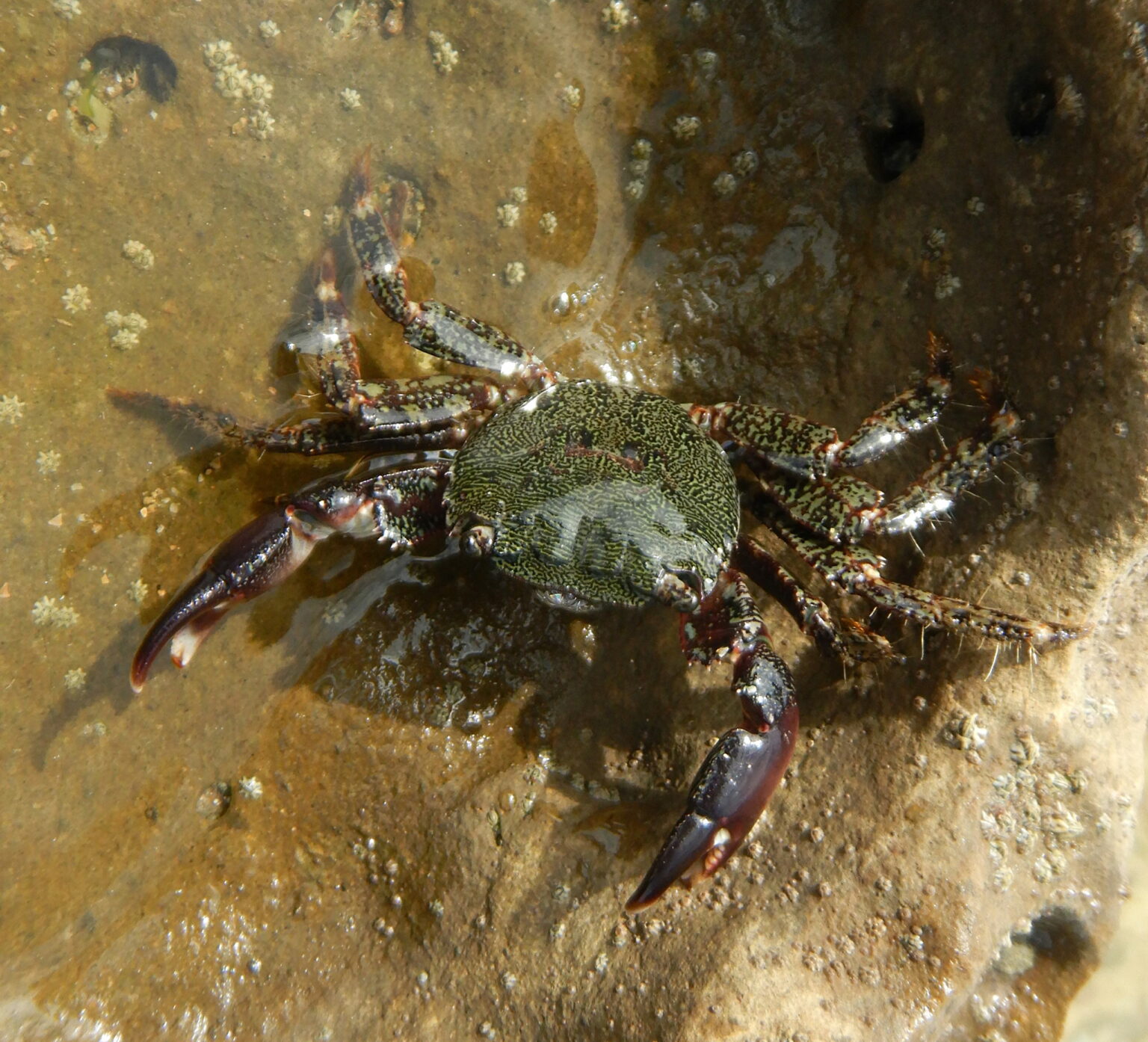 Faune bord de mer, animaux de l'estran - Sciences-nature.fr