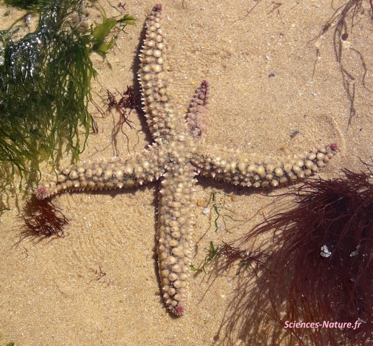 Faune bord de mer, animaux de l'estran - Sciences-nature.fr ...