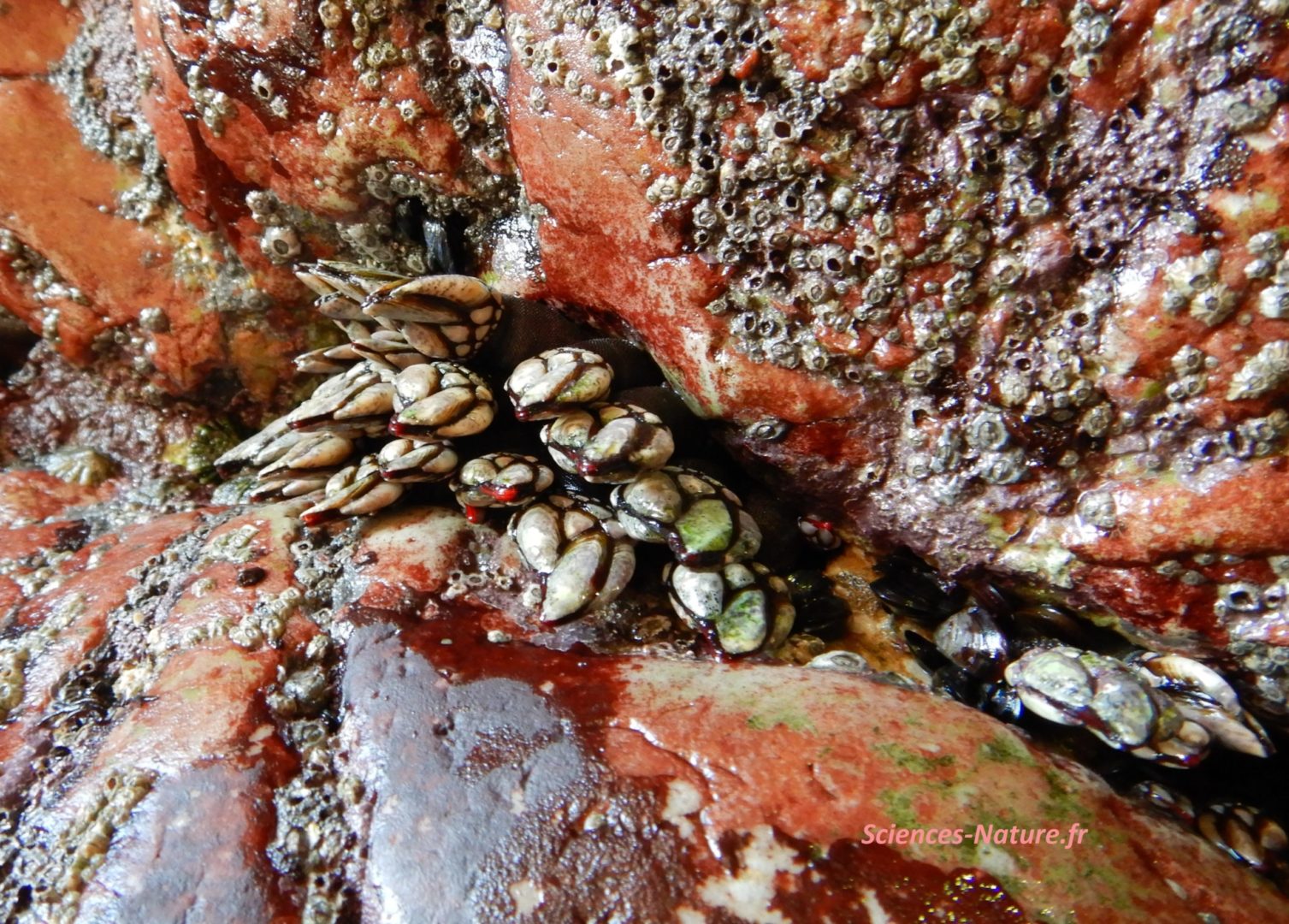 pouce-pied-2 - Sciences-nature.fr