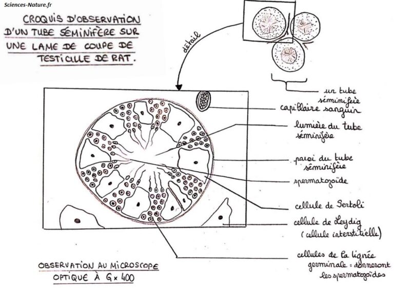 Vidéo -zoom-coupe testicule au microscope - Sciences-nature.fr