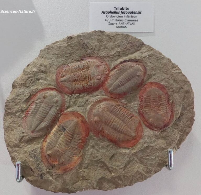 trilobites-ordovicien-inf - Sciences-nature.fr