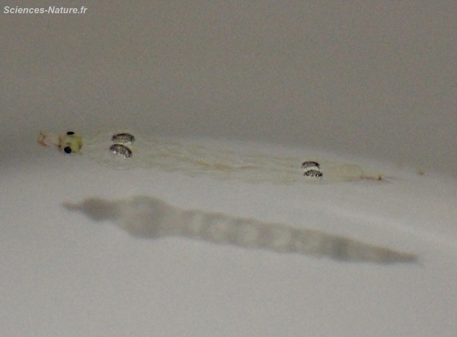 Zooplancton d'eau douce - Sciences-nature.fr