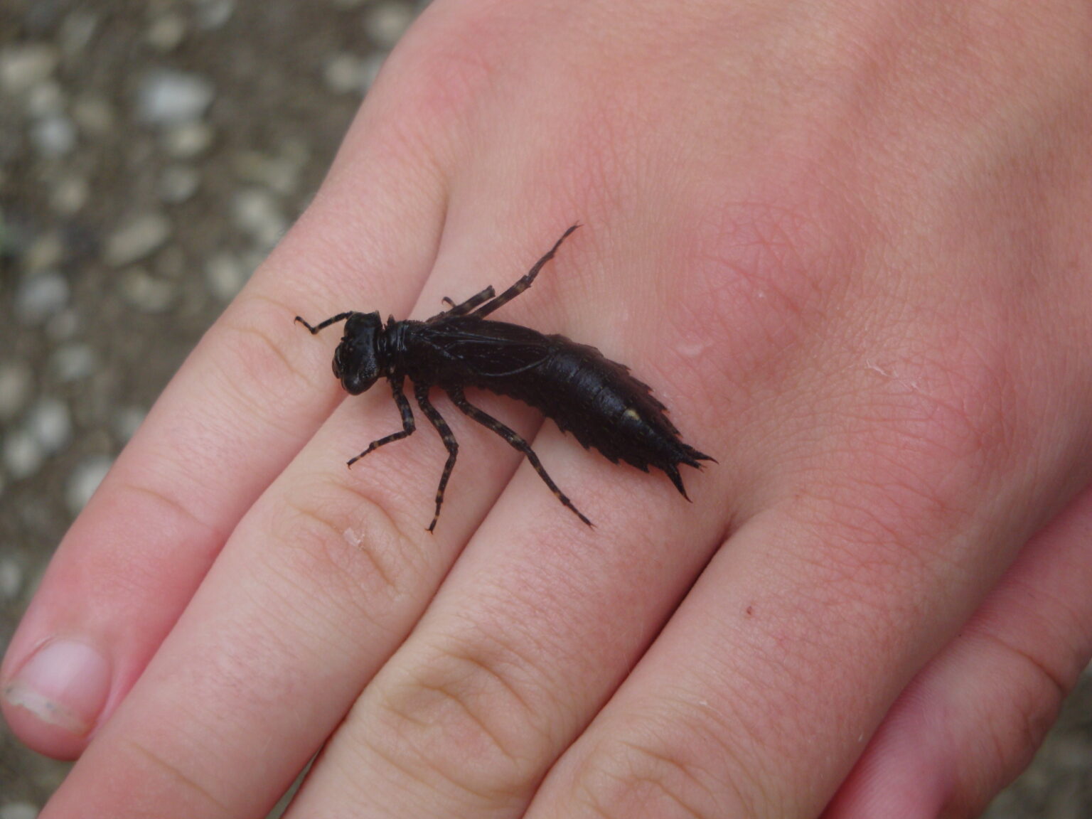 Les plus grands insectes de France métropolitaine - Sciences-nature.fr