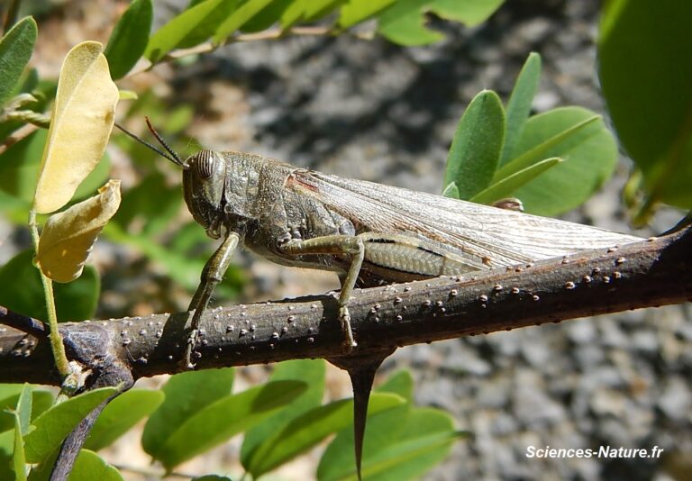 Les plus grands insectes de France métropolitaine - Sciences-nature.fr