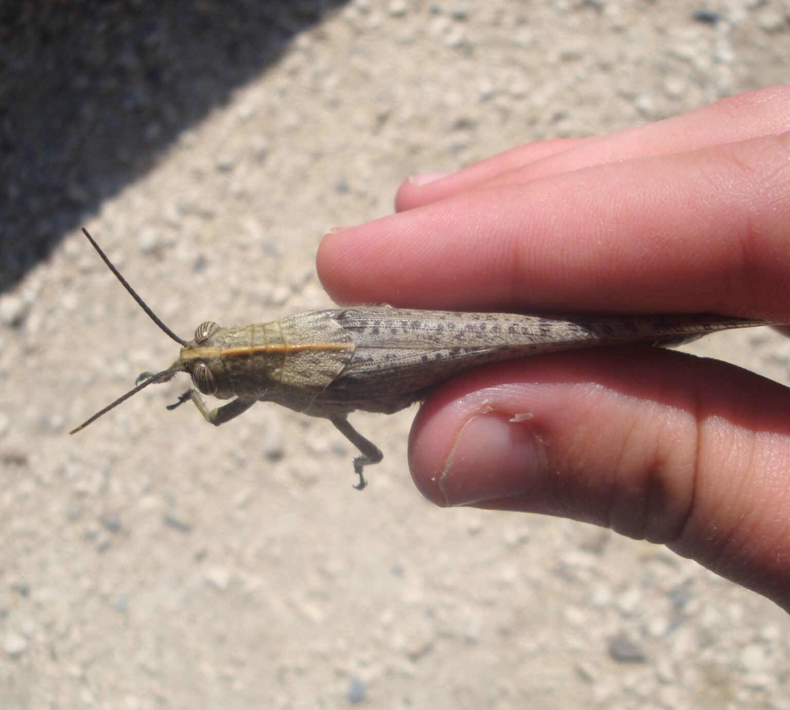 Les plus grands insectes de France métropolitaine - Sciences-nature.fr