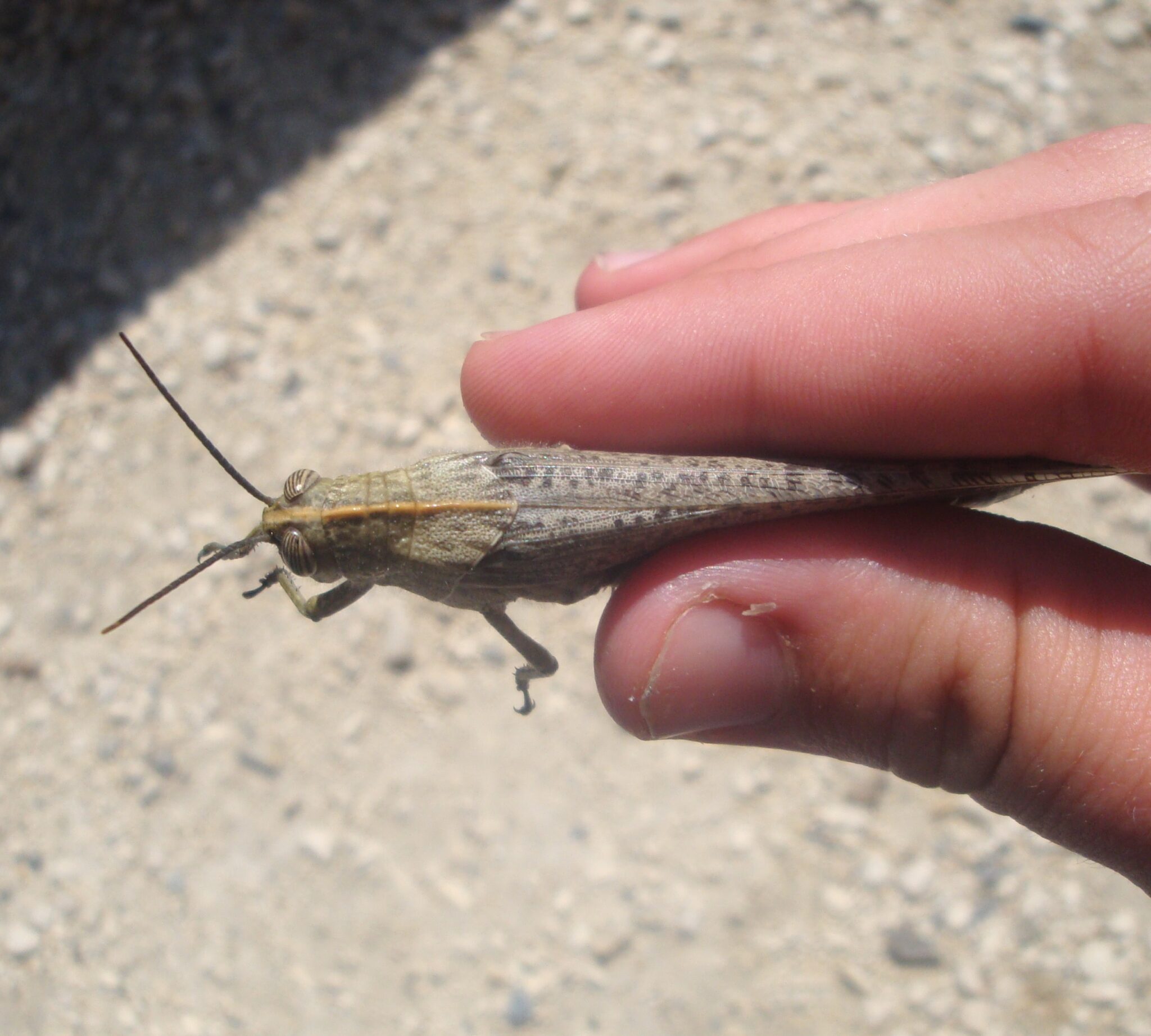 Les plus grands insectes de France métropolitaine - Sciences-nature.fr