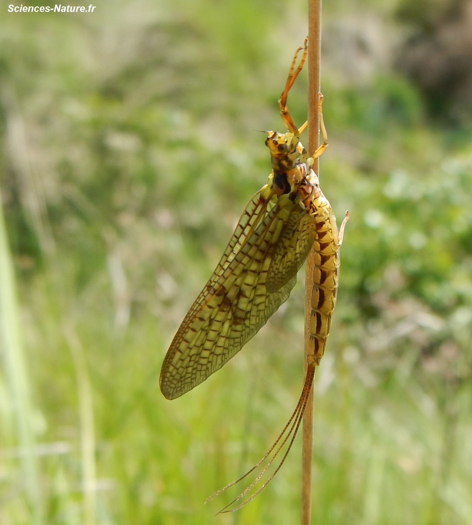 Les plus grands insectes de France métropolitaine - Sciences-nature.fr