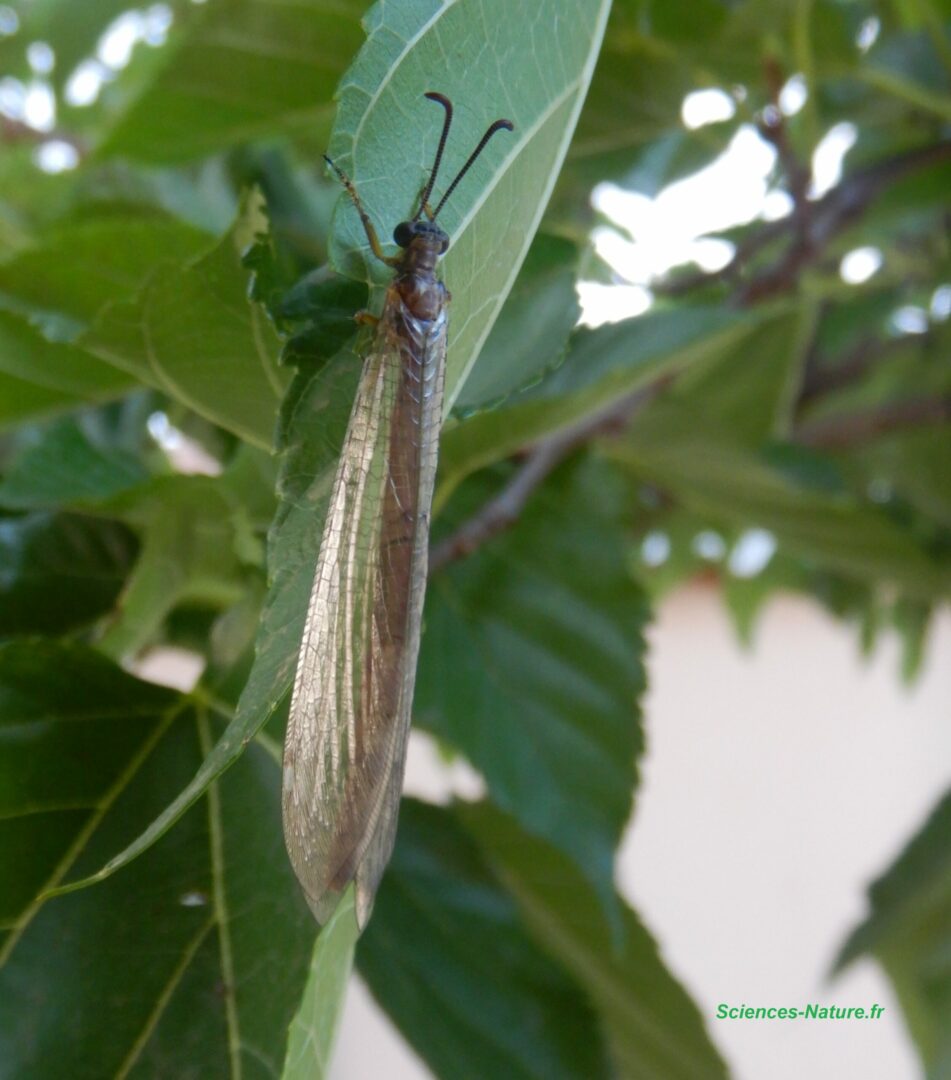 Les plus grands insectes de France métropolitaine - Sciences-nature.fr