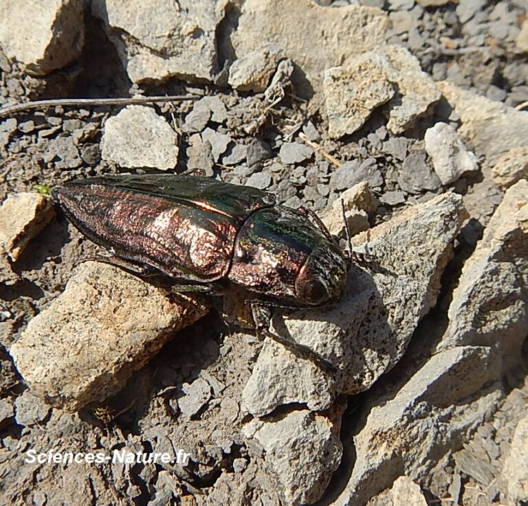 Les plus grands insectes de France métropolitaine - Sciences-nature.fr