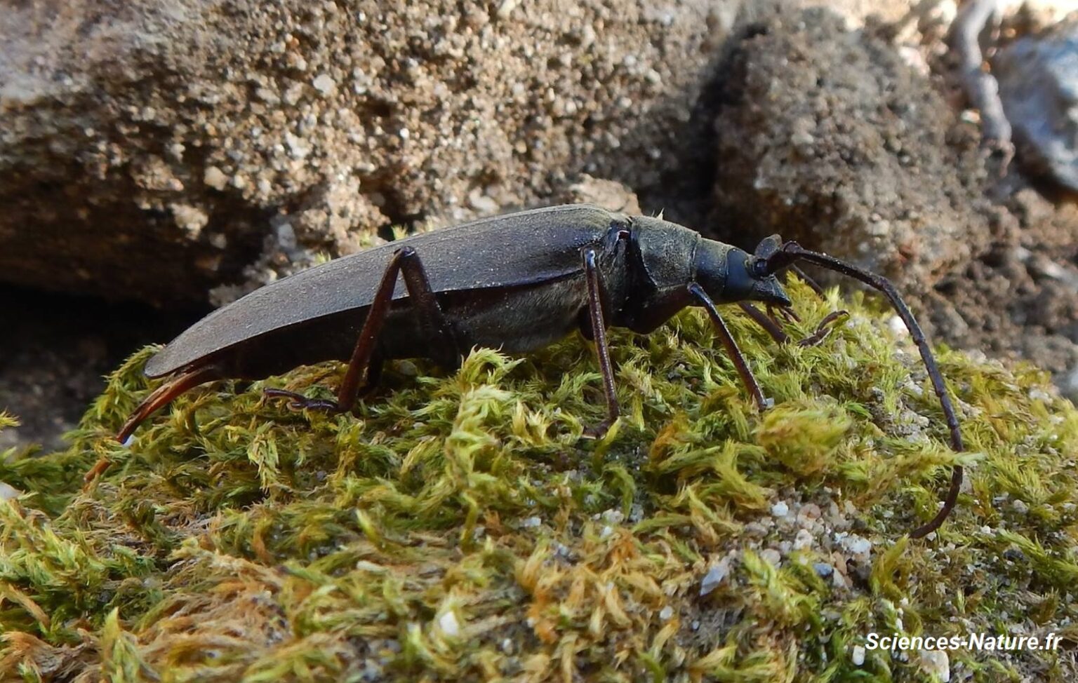Les plus grands insectes de France métropolitaine - Sciences-nature.fr