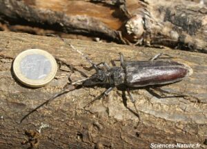 Les plus grands insectes de France métropolitaine - Sciences-nature.fr