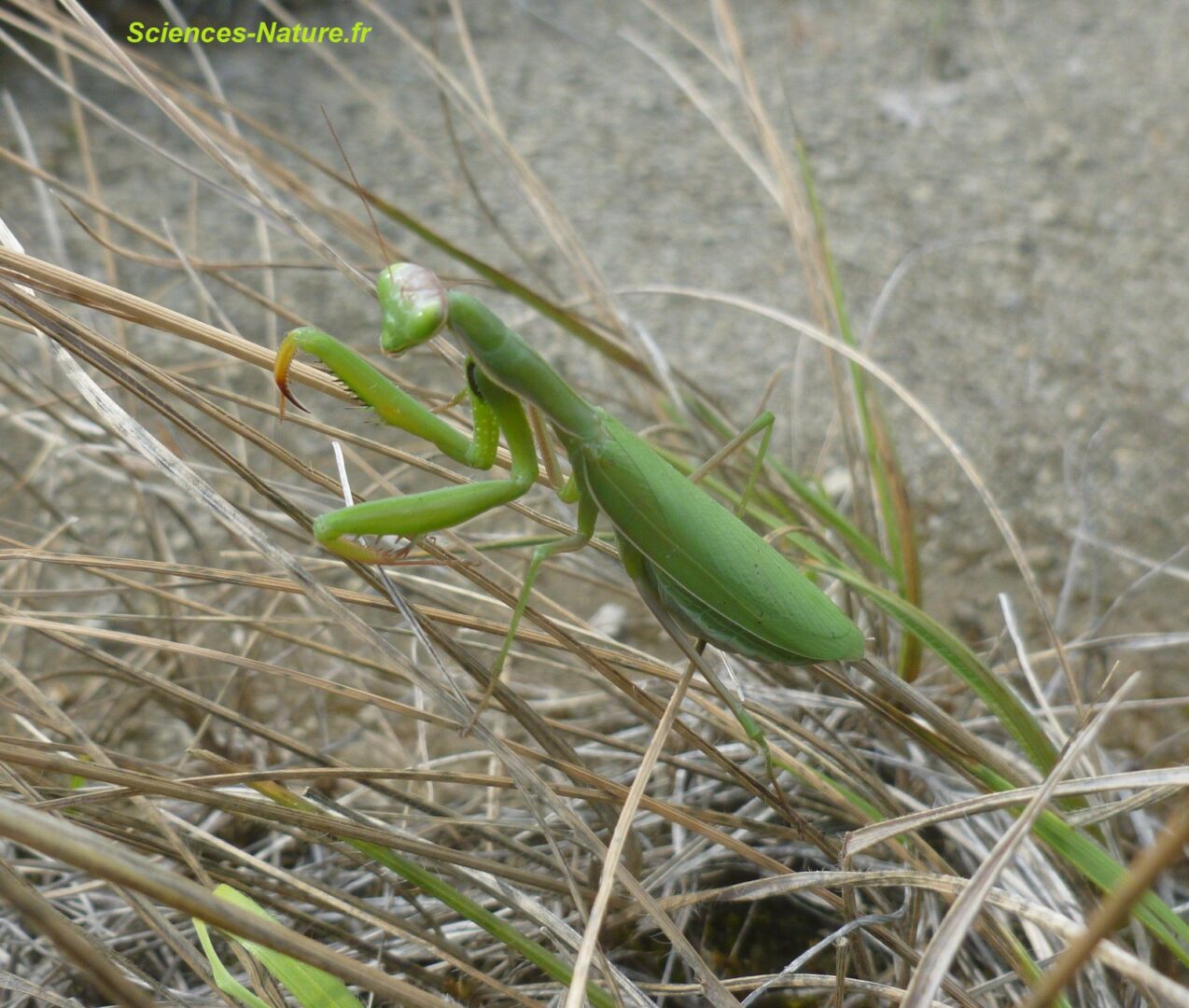 Les plus grands insectes de France métropolitaine - Sciences-nature.fr