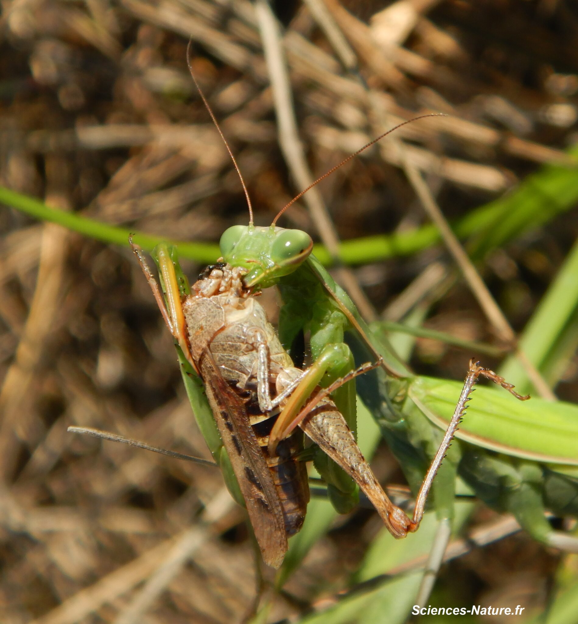 Les plus grands insectes de France métropolitaine - Sciences-nature.fr