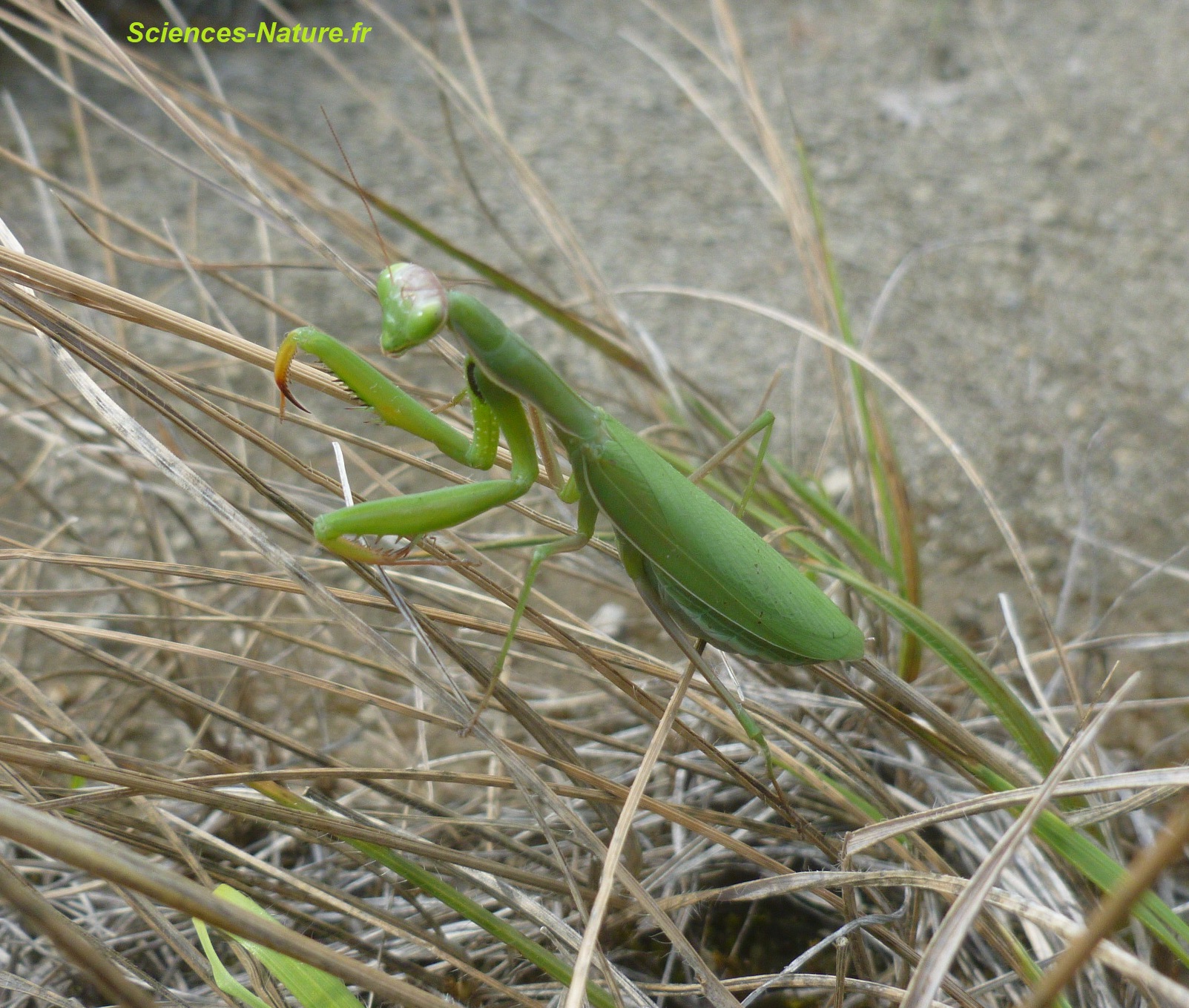 Les plus grands insectes de France métropolitaine - Sciences-nature.fr