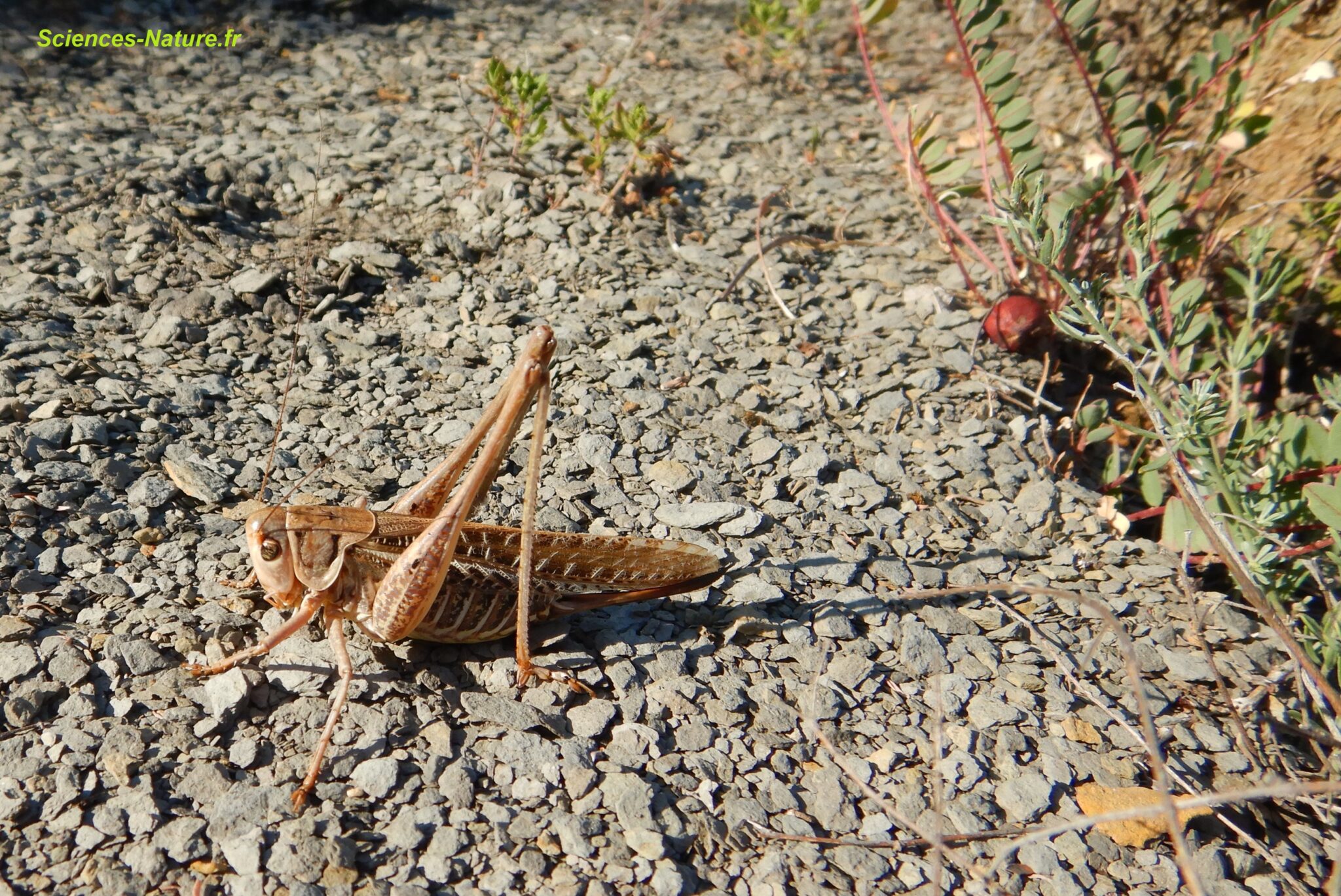 Les plus grands insectes de France métropolitaine - Sciences-nature.fr
