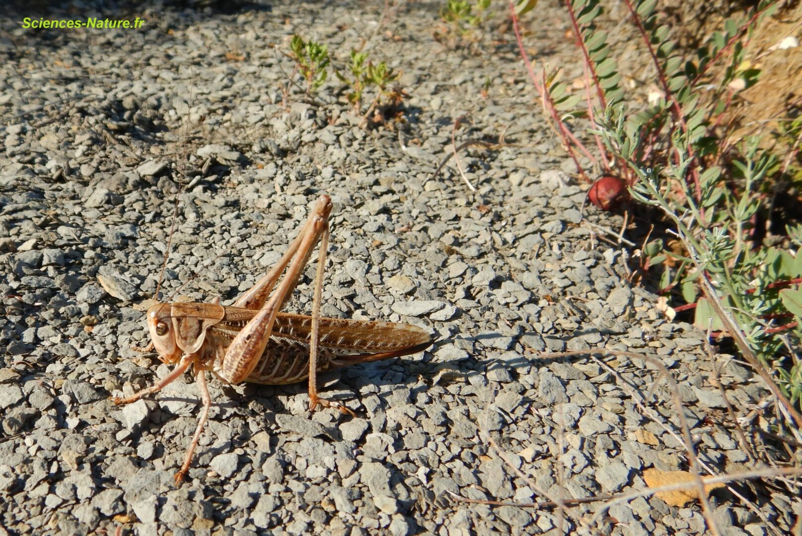Les plus grands insectes de France métropolitaine - Sciences-nature.fr