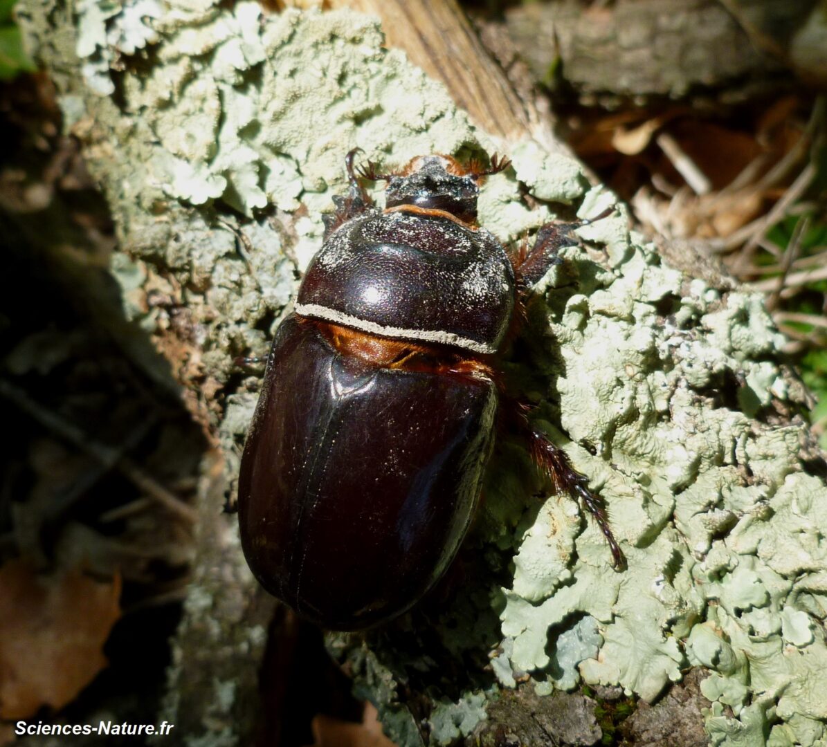 scarabée rhinoceros - Sciences-nature.fr