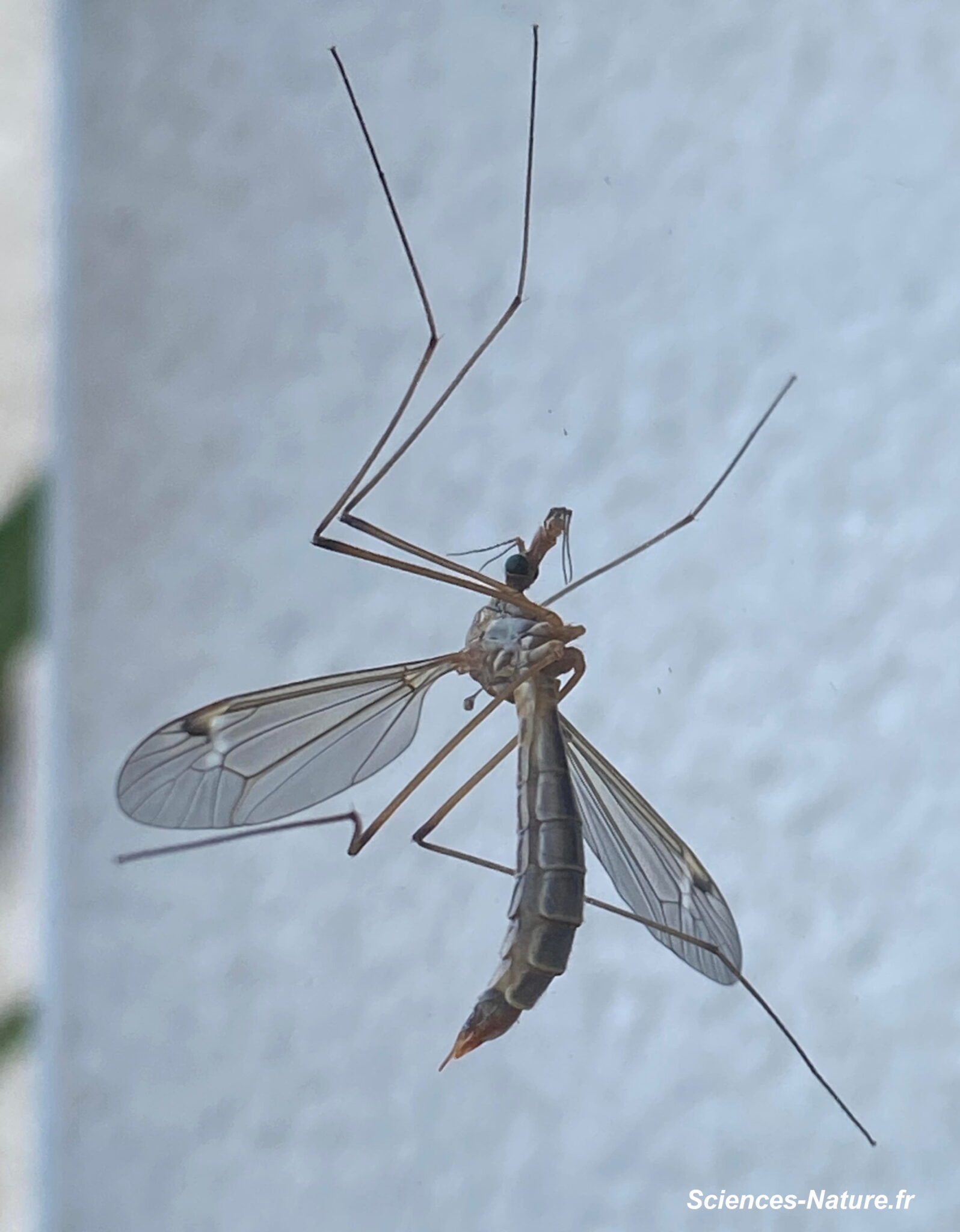 tipule - Sciences-nature.fr