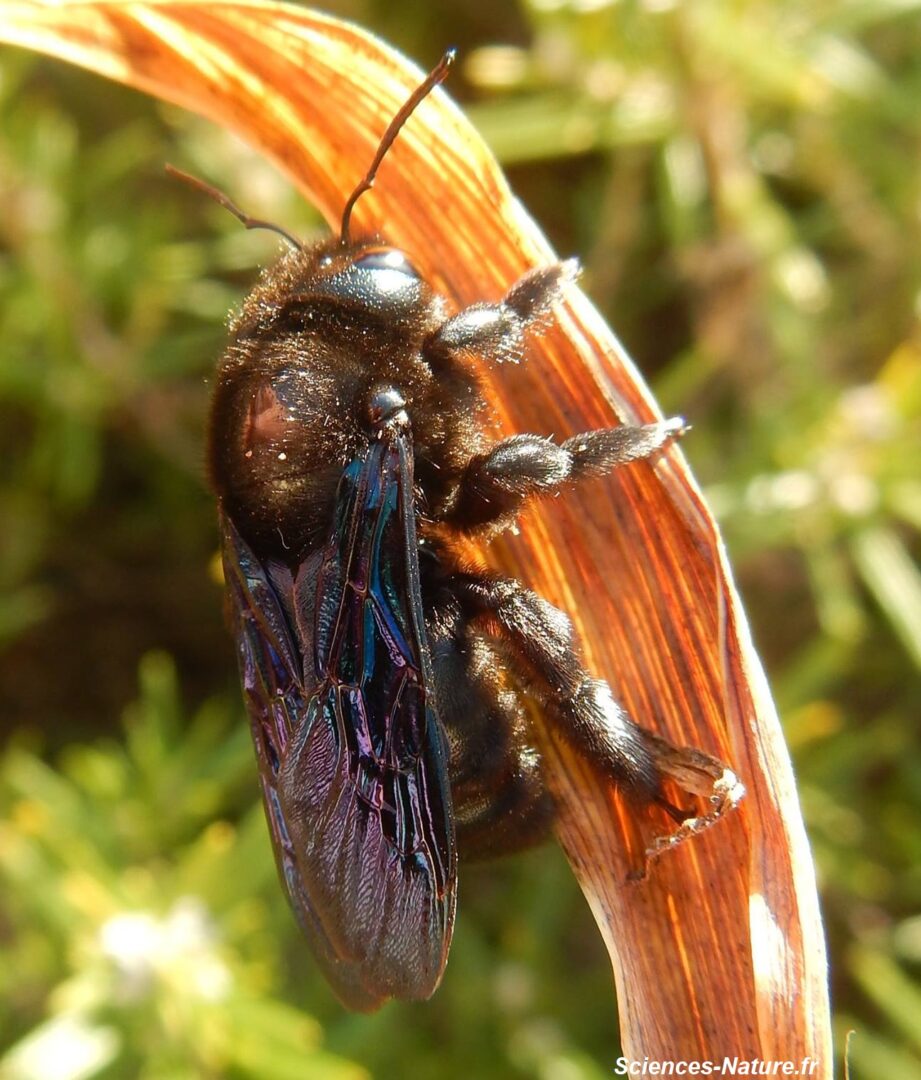 xylocope-2 - Sciences-nature.fr