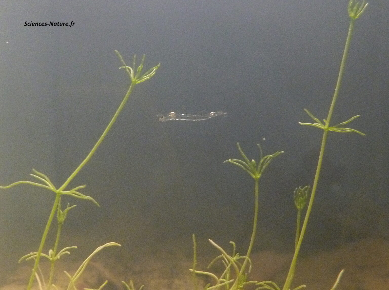 Zooplancton d'eau douce - Sciences-nature.fr