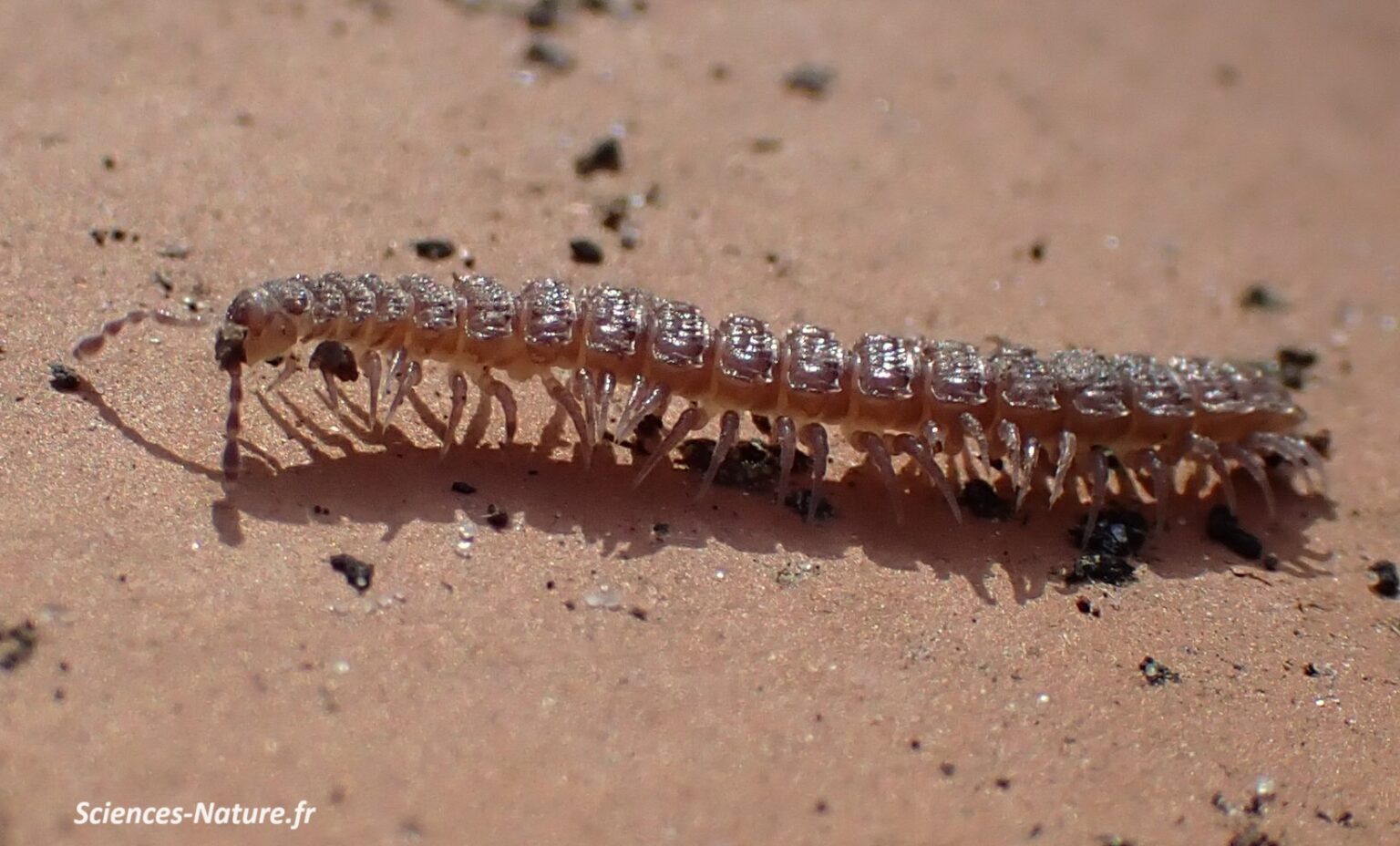 Diversité des myriapodes - Sciences-nature.fr