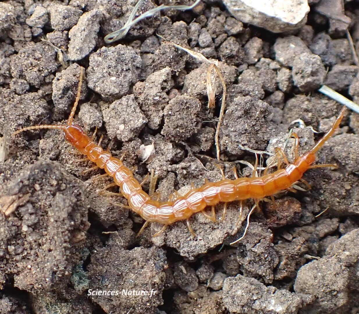 Diversité des myriapodes - Sciences-nature.fr