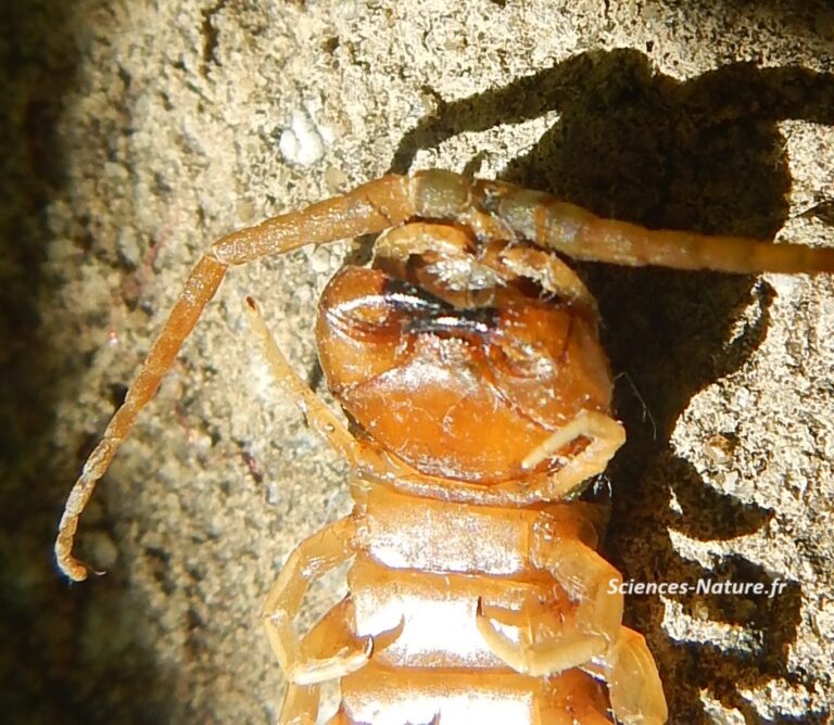 Diversité des myriapodes - Sciences-nature.fr