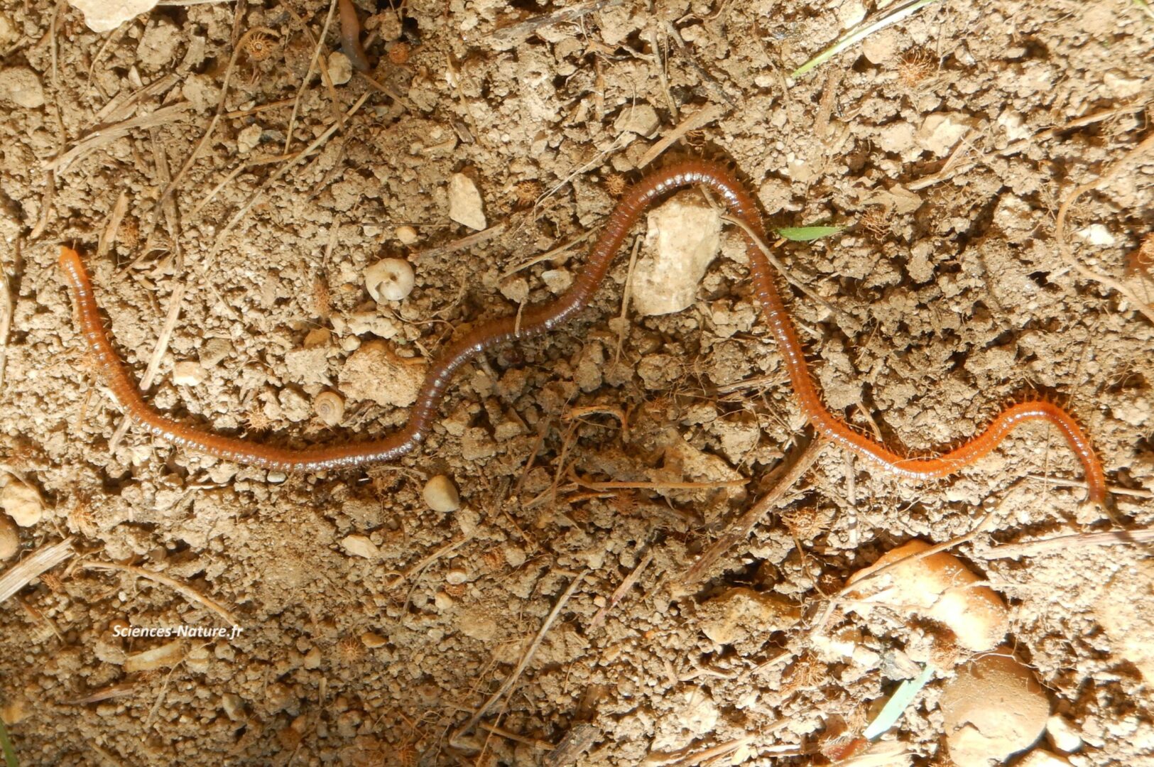 Diversité des myriapodes - Sciences-nature.fr
