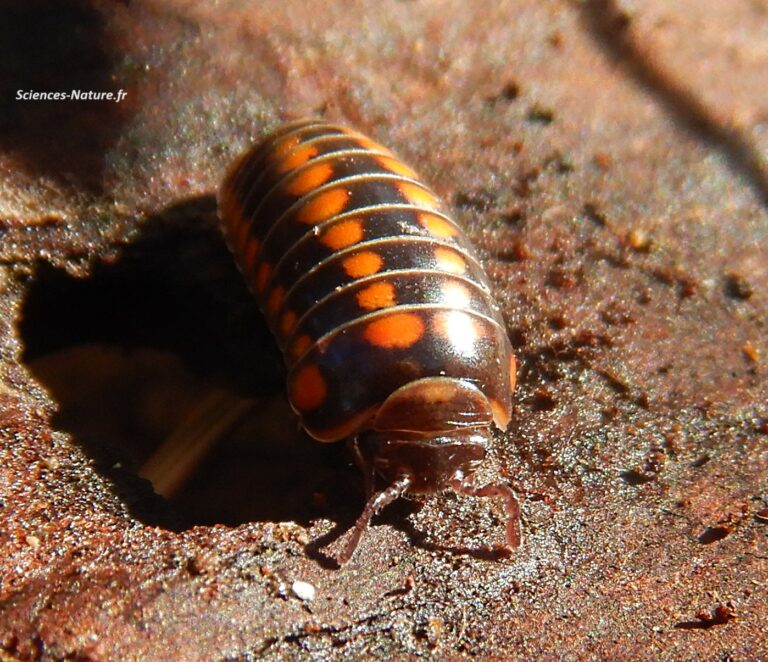 Diversité des myriapodes - Sciences-nature.fr