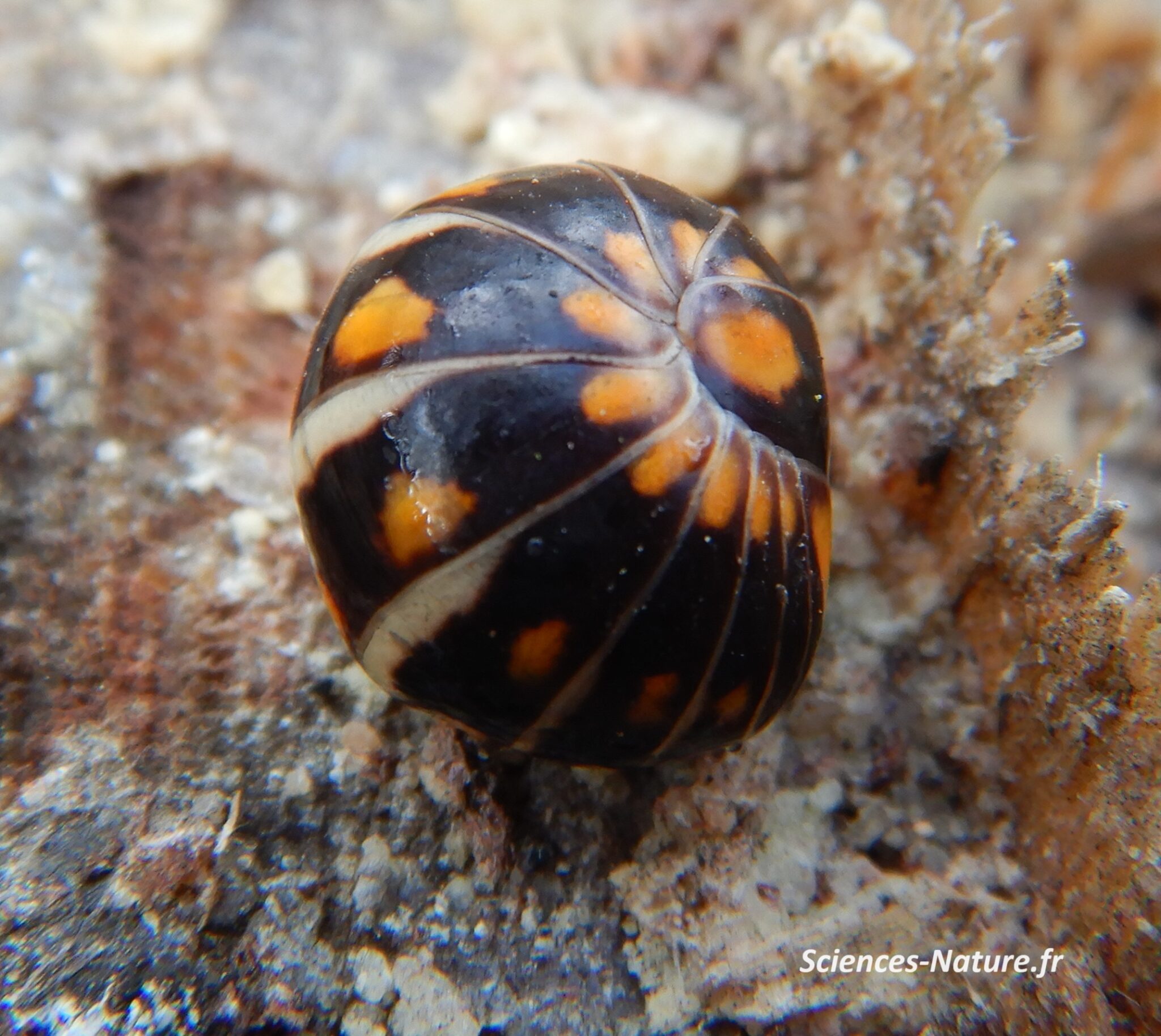Diversité des myriapodes - Sciences-nature.fr
