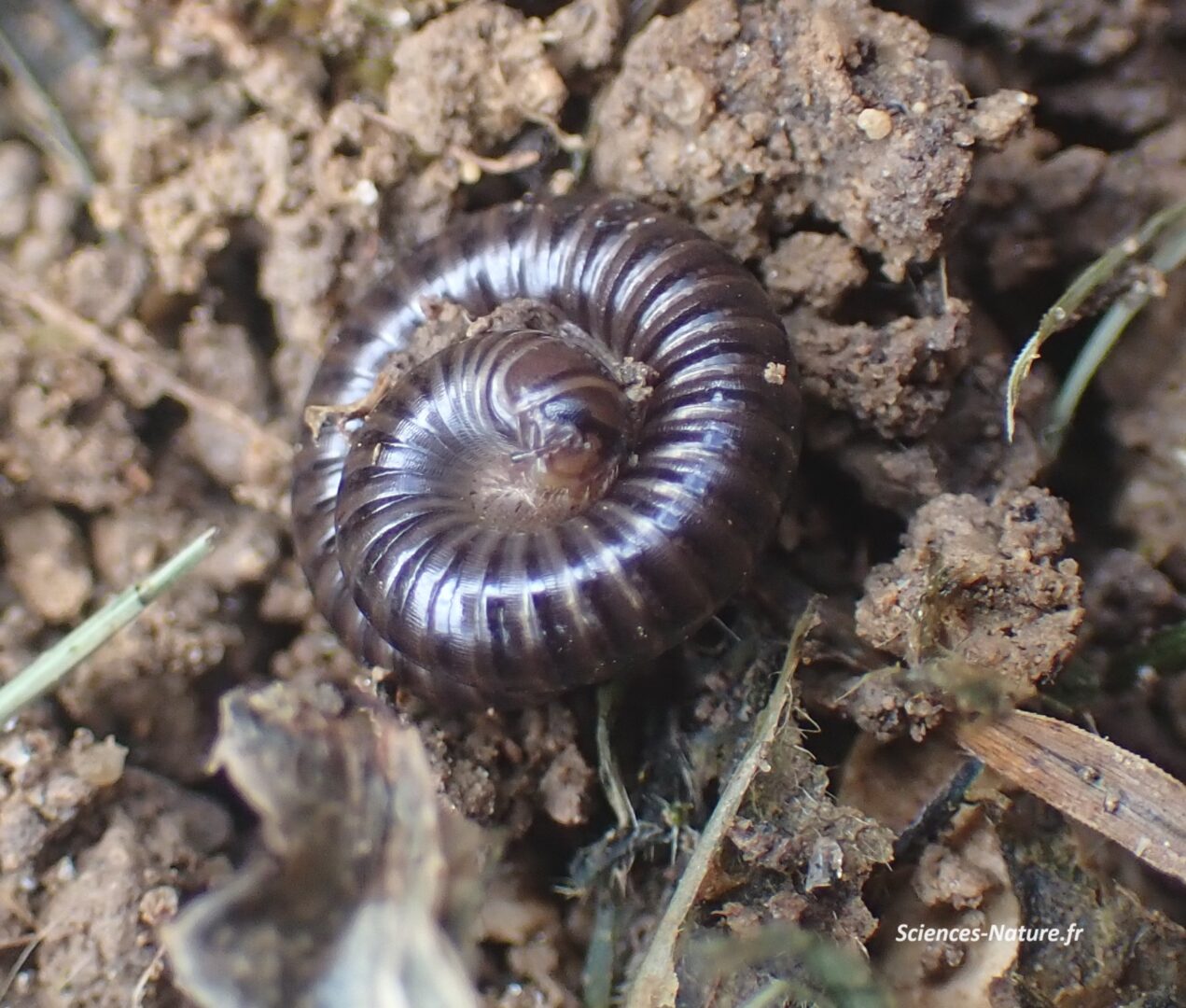 Diversité des myriapodes - Sciences-nature.fr