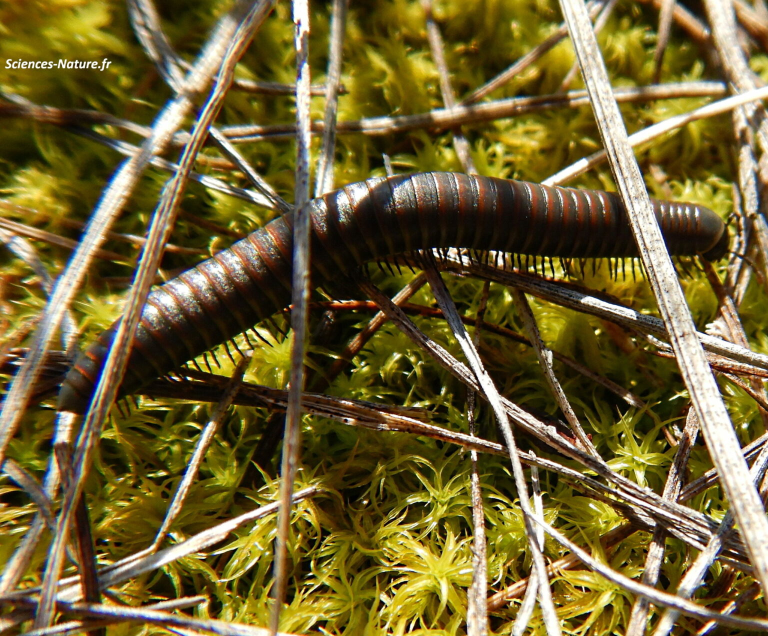 Diversité des myriapodes - Sciences-nature.fr
