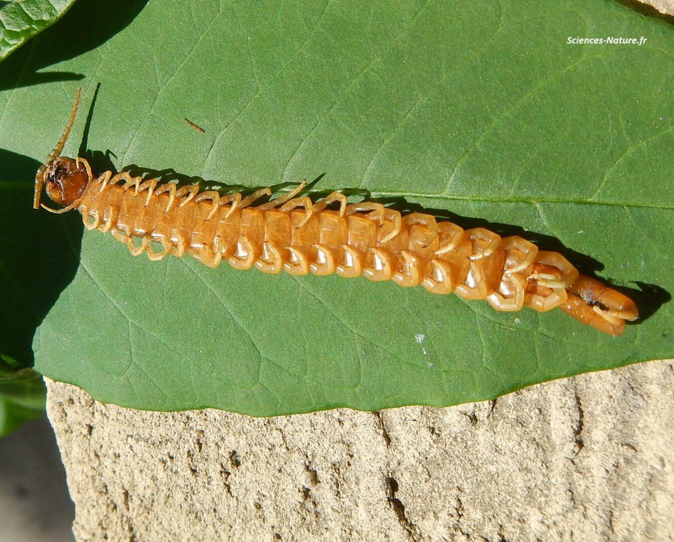 Diversité des myriapodes - Sciences-nature.fr