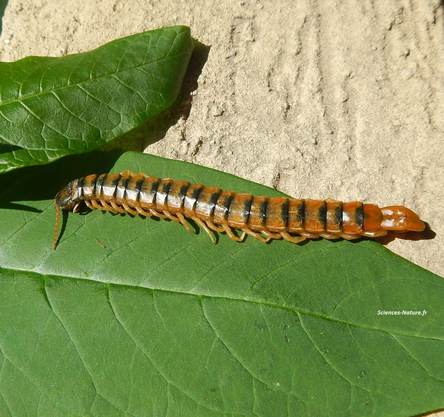 Diversité des myriapodes - Sciences-nature.fr
