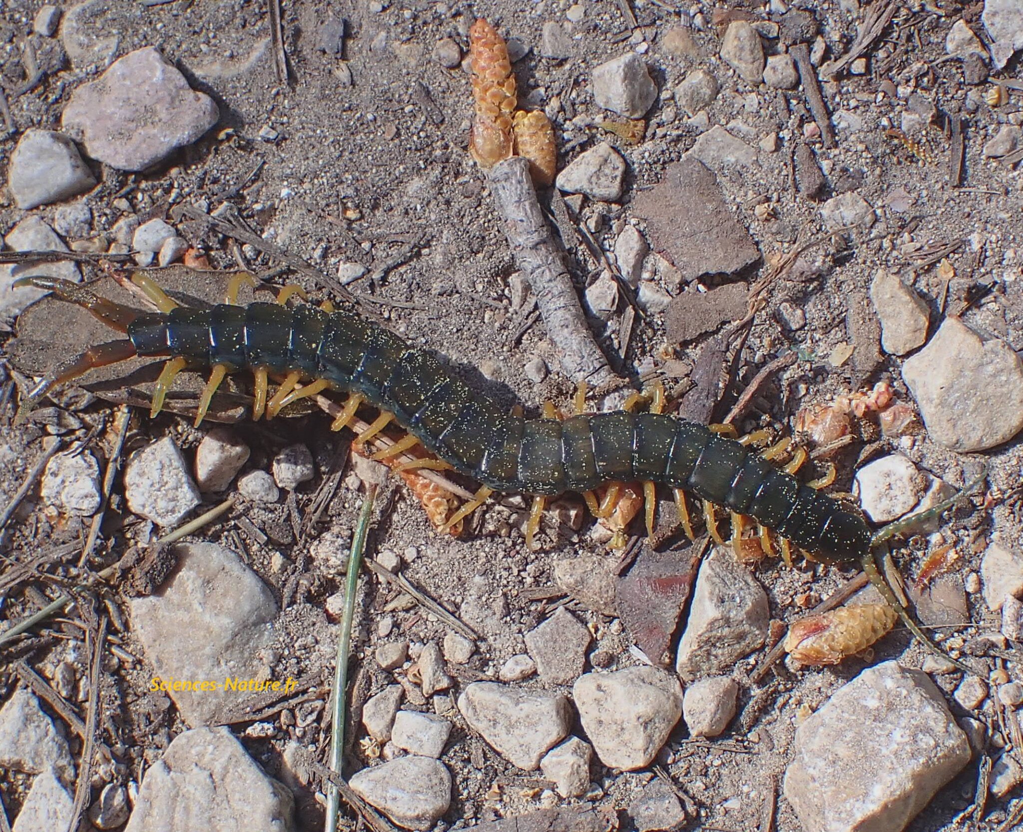 Diversité des myriapodes - Sciences-nature.fr