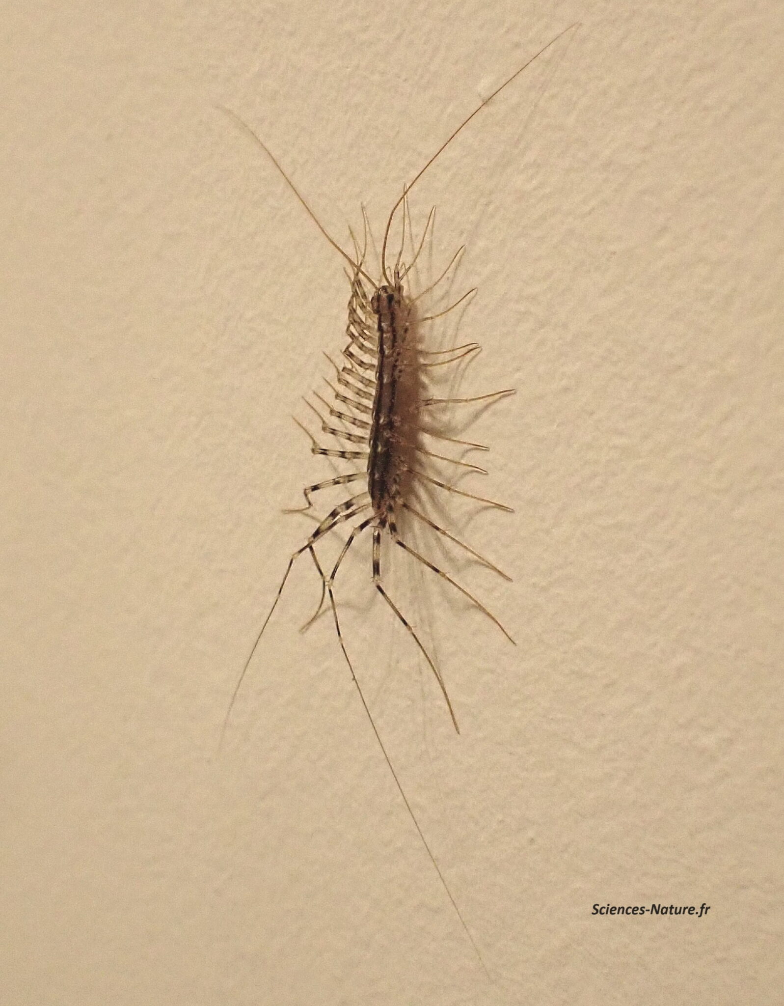 Diversité des myriapodes - Sciences-nature.fr