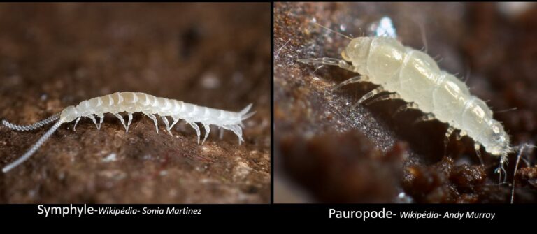 Diversité des myriapodes - Sciences-nature.fr