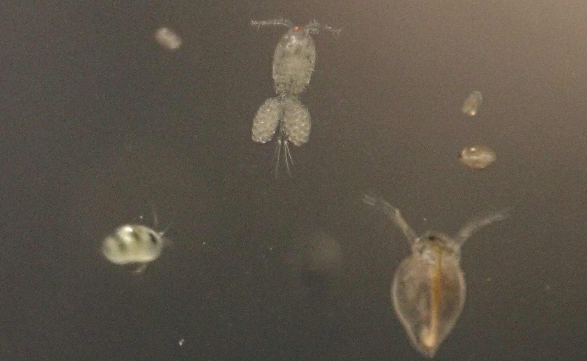 Zooplancton d'eau douce - Sciences-nature.fr