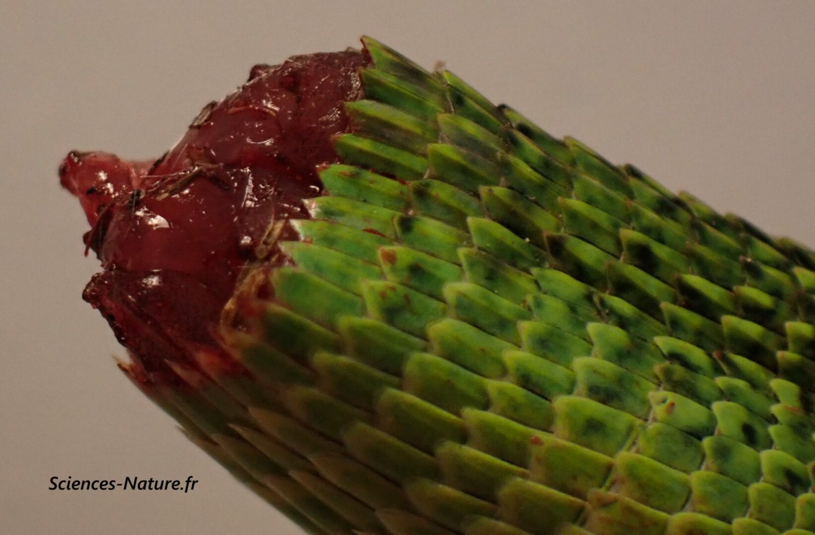 Reportage photos du lézard vert ou lézard à deux raies - Sciences-nature.fr