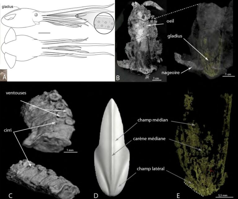 microtomographie proteroctopus - Sciences-nature.fr